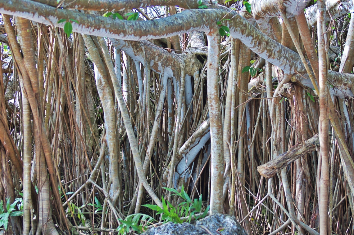 Caught in a thicket | Christopher Harper