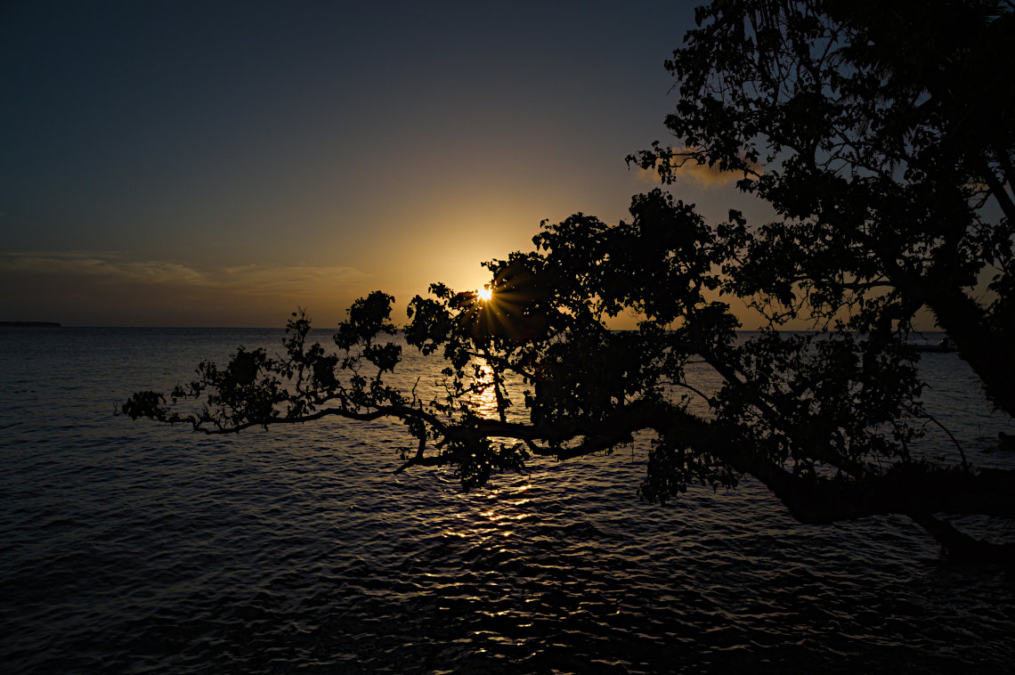 To every creature | Christopher Harper