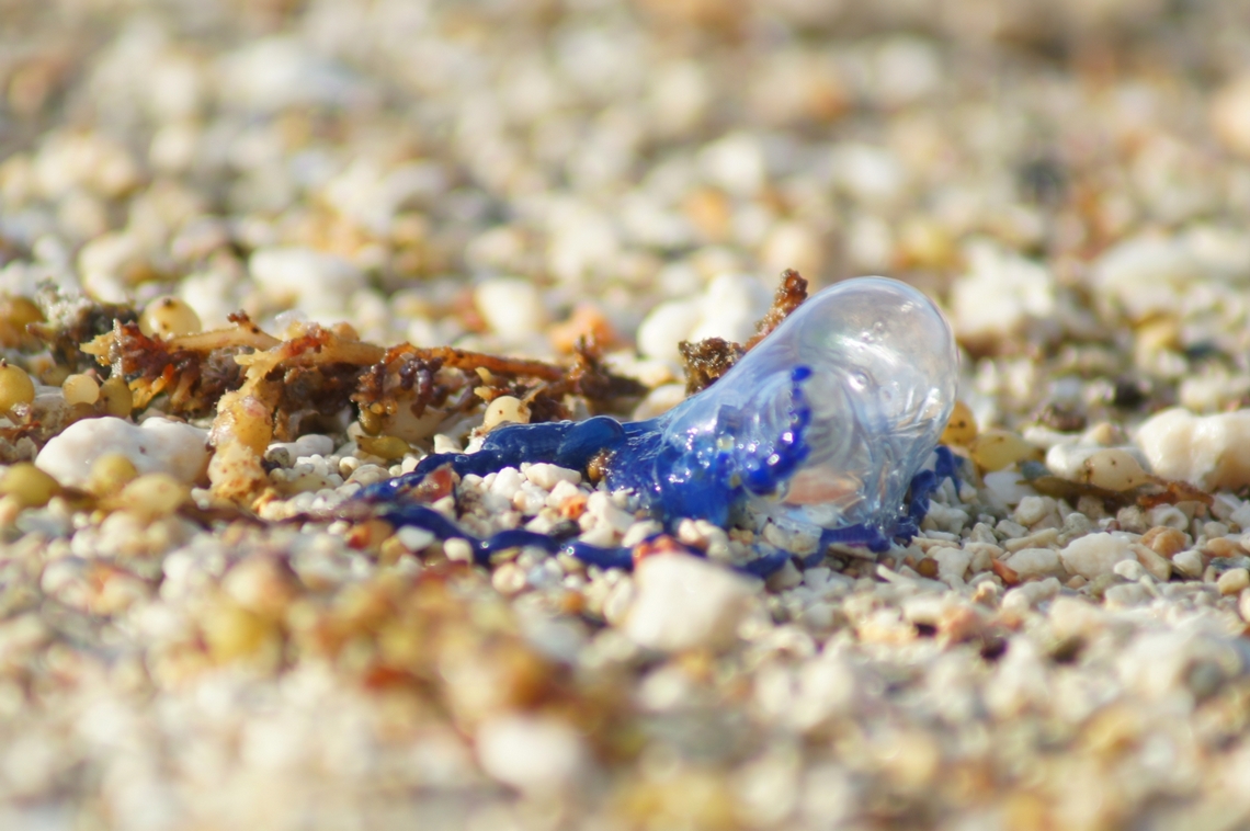 Category: Ephesians | Christopher Harper